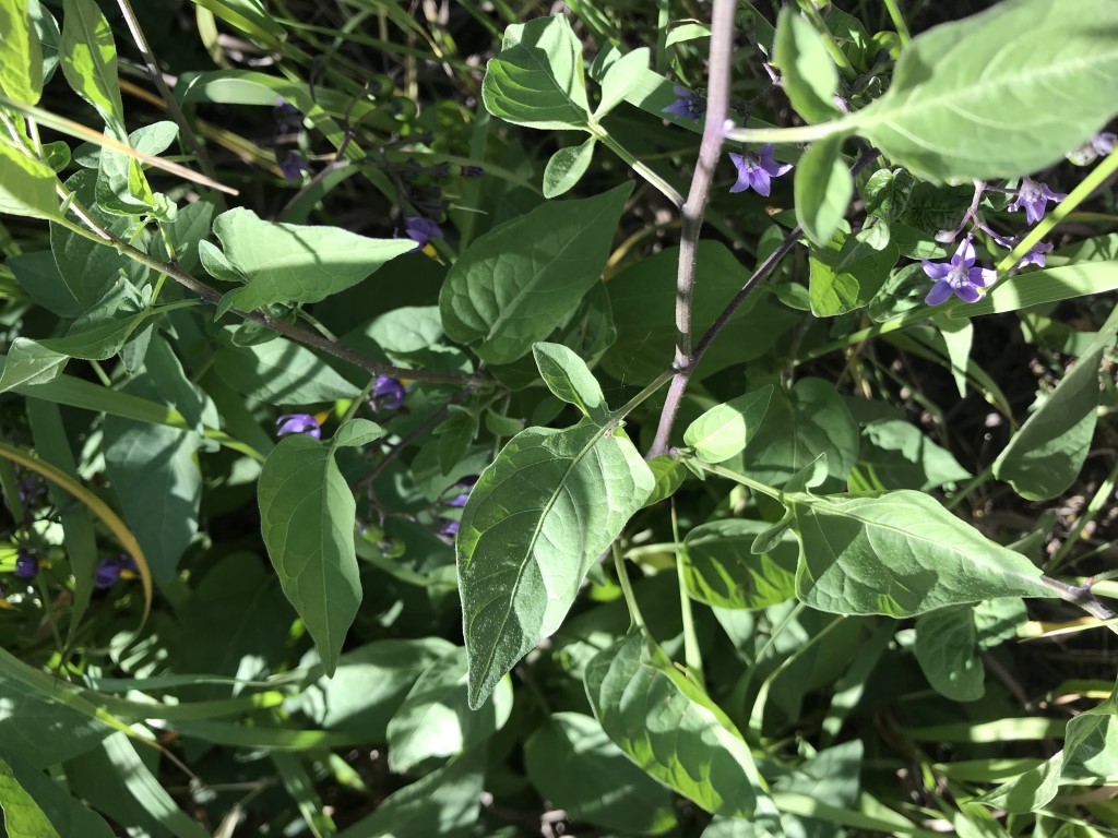 Bittersweet Nightshade | Invasive Plant in Teton County, WY