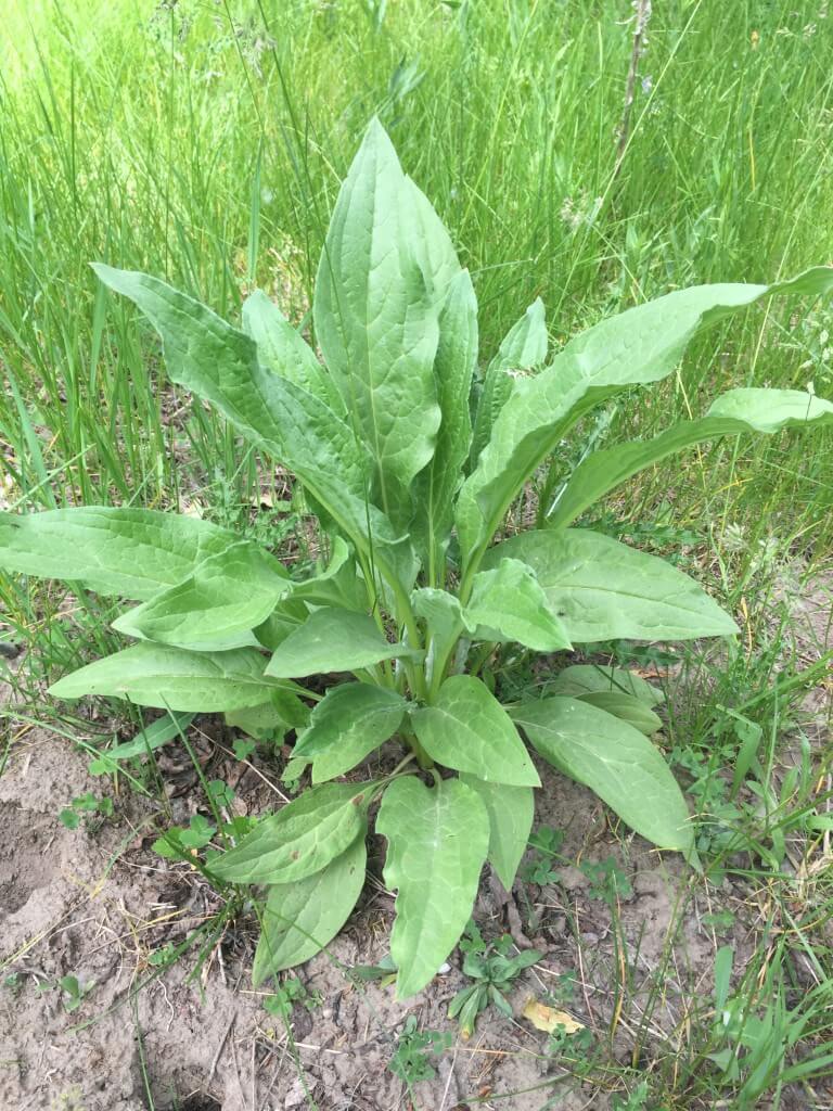 Houndstongue | Invasive Plant in Teton County, WY