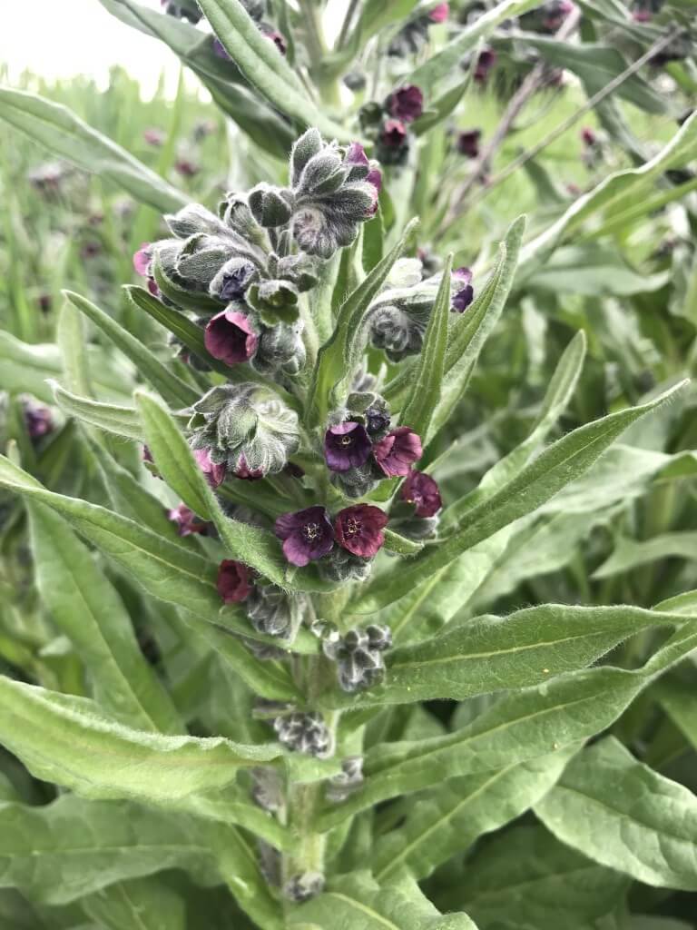 Houndstongue | Invasive Plant in Teton County, WY