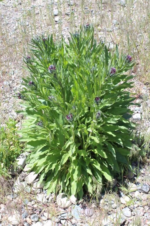 Houndstongue | Invasive Plant in Teton County, WY