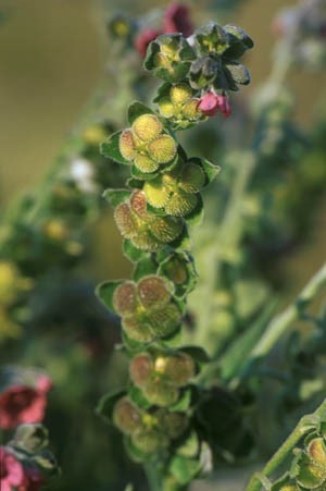 Houndstongue | Invasive Plant in Teton County, WY