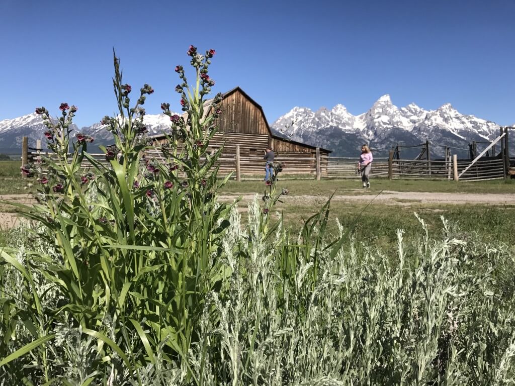 Houndstongue | Invasive Plant in Teton County, WY