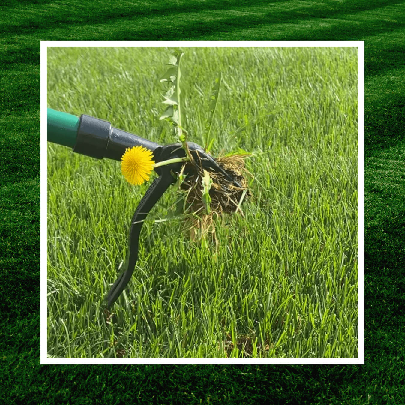 Preventing & Managing Weeds in Your Lawn