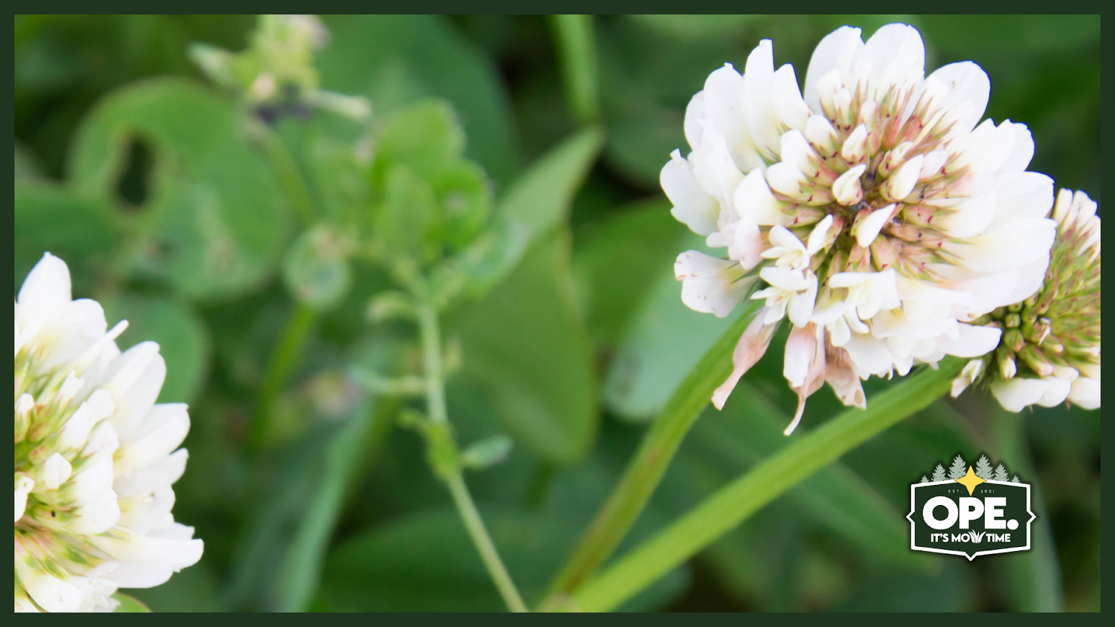 Preventing & Managing Weeds in Your Lawn