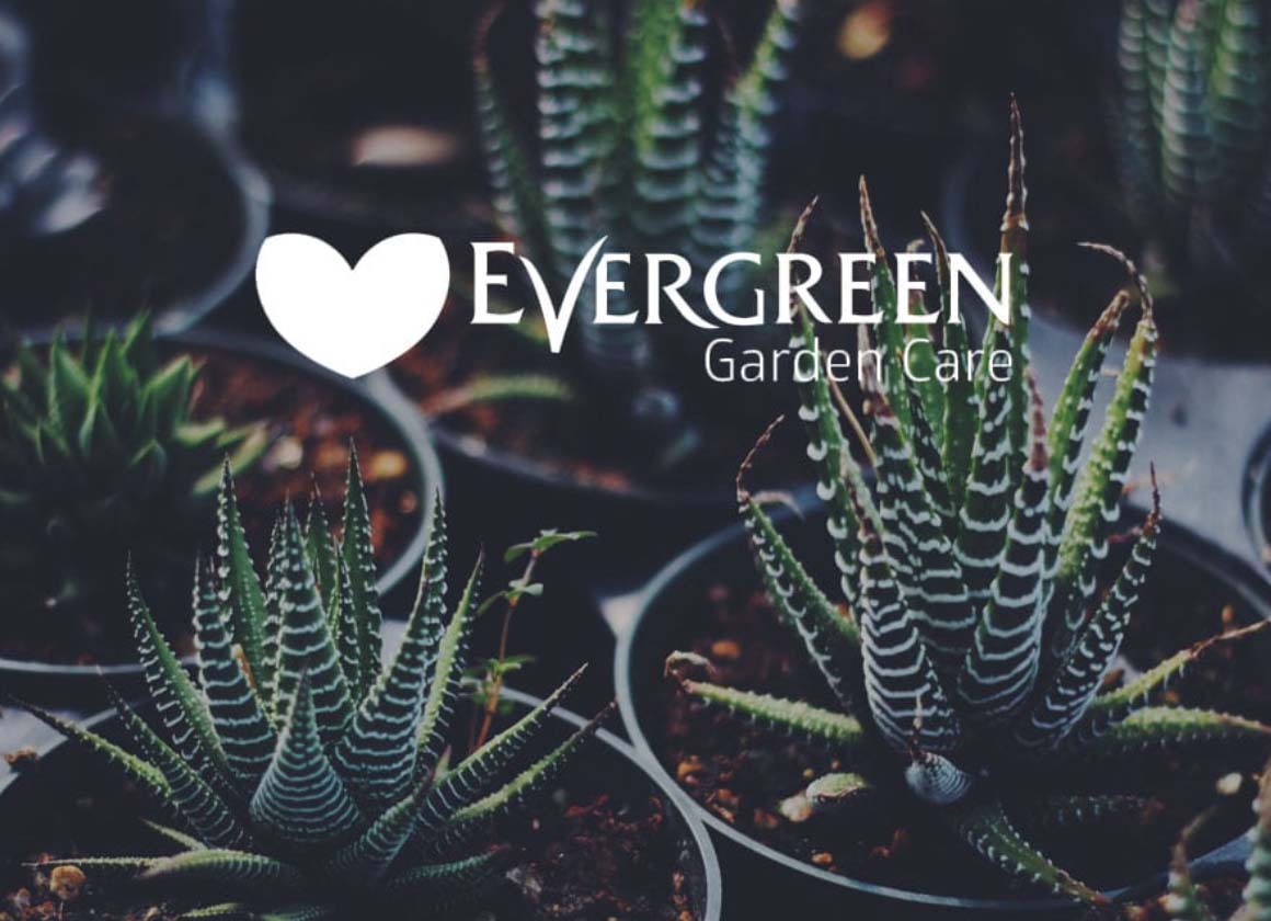 Evergreen