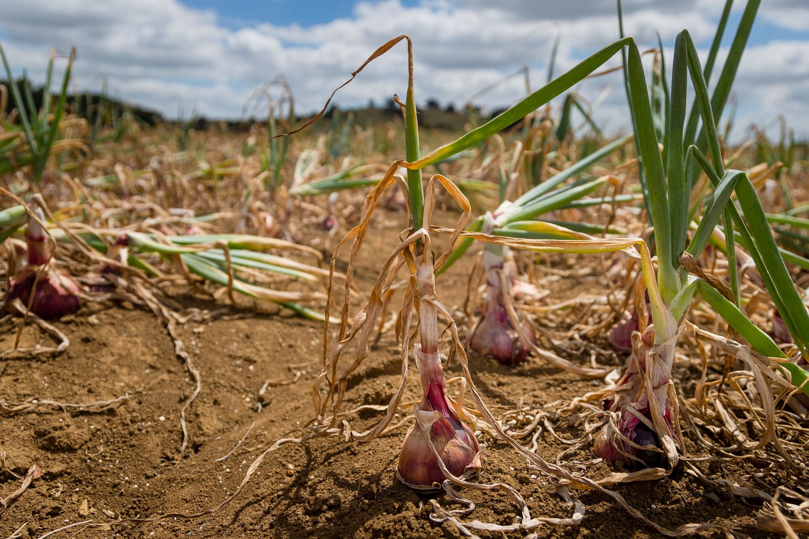 Growing Onions - Tips & Varieties | NZ Grown Onions