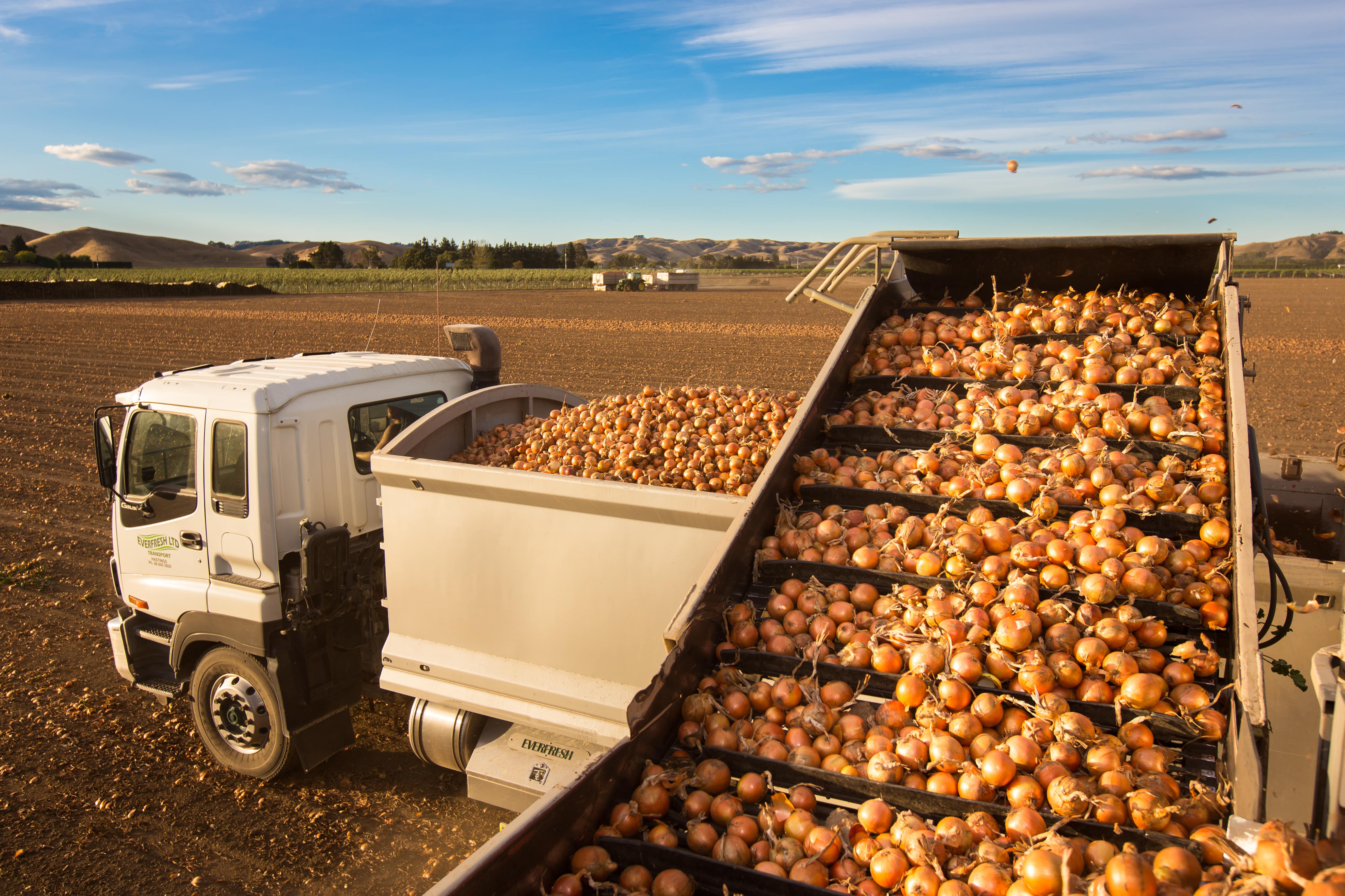 New Zealand Grown Onions | Why Compromise On Quality?