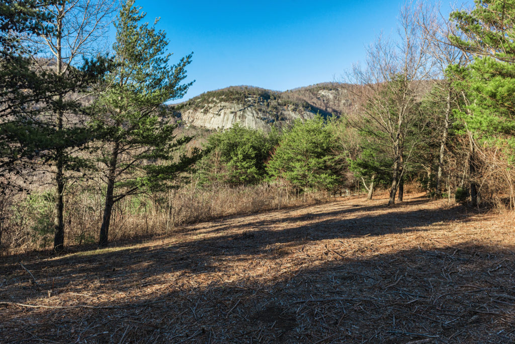 Red Elm - Landscape Maintenance & Construction