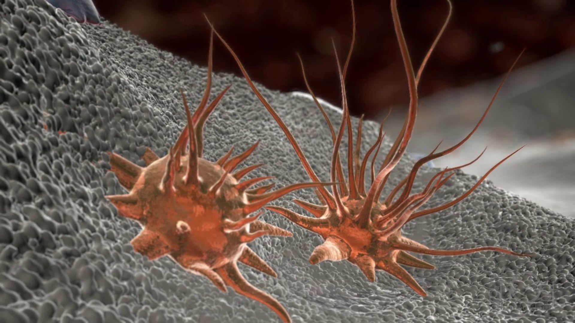 Biomatlante MBCP | Video