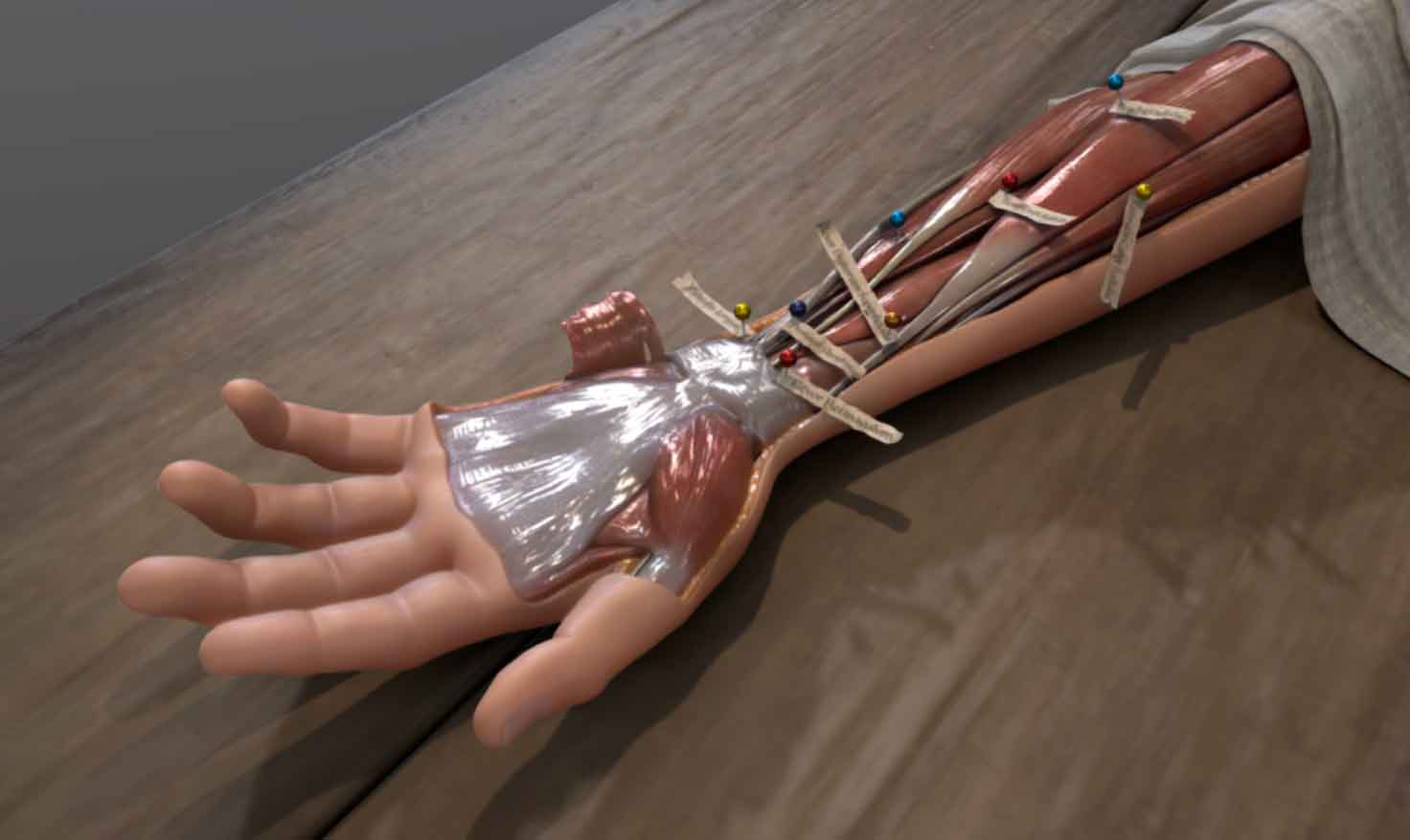 A 1543 Hand Dissection - the Corpus Humani Fabrica | Ghost Medical