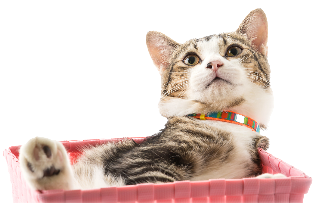 Excel Pet Food, Excel Baik Untuknya