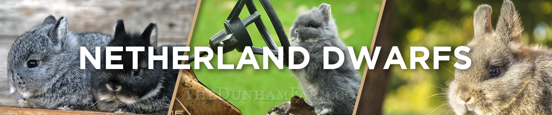 The Dunham Farm - Silkie Chickens, Bunies, and Petting Zoo
