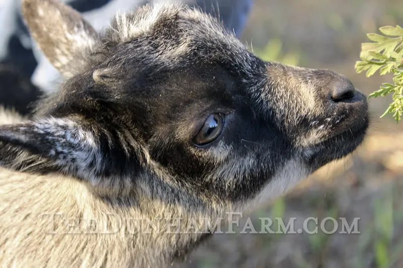 Pygmy Goats - Fort Worth, TX