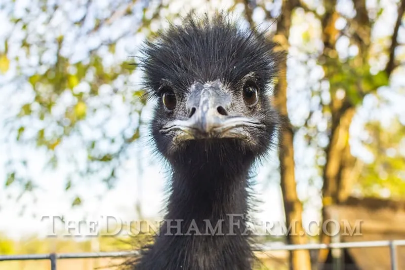 Emus - Fort Worth, TX