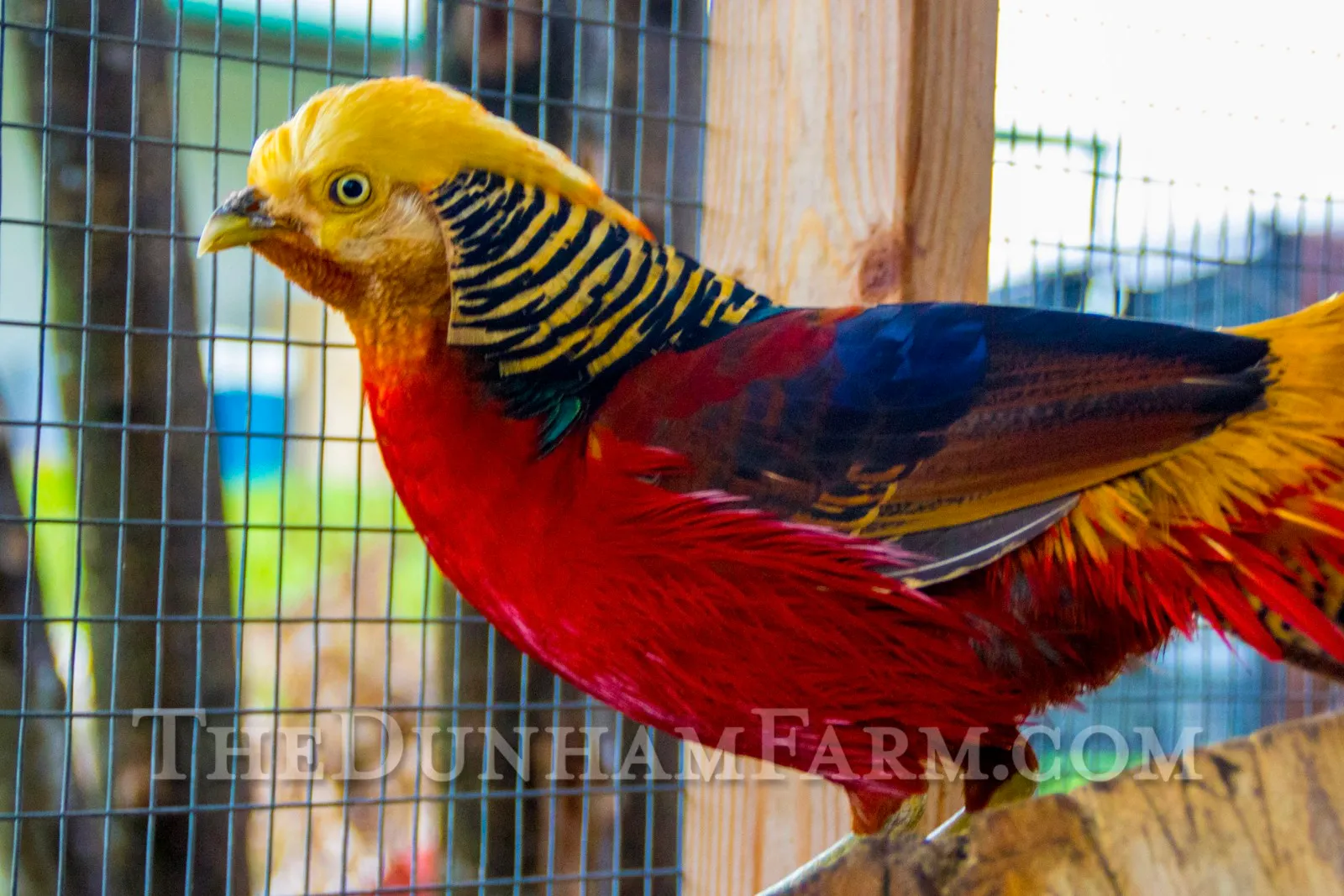 Red Golden Pheasants