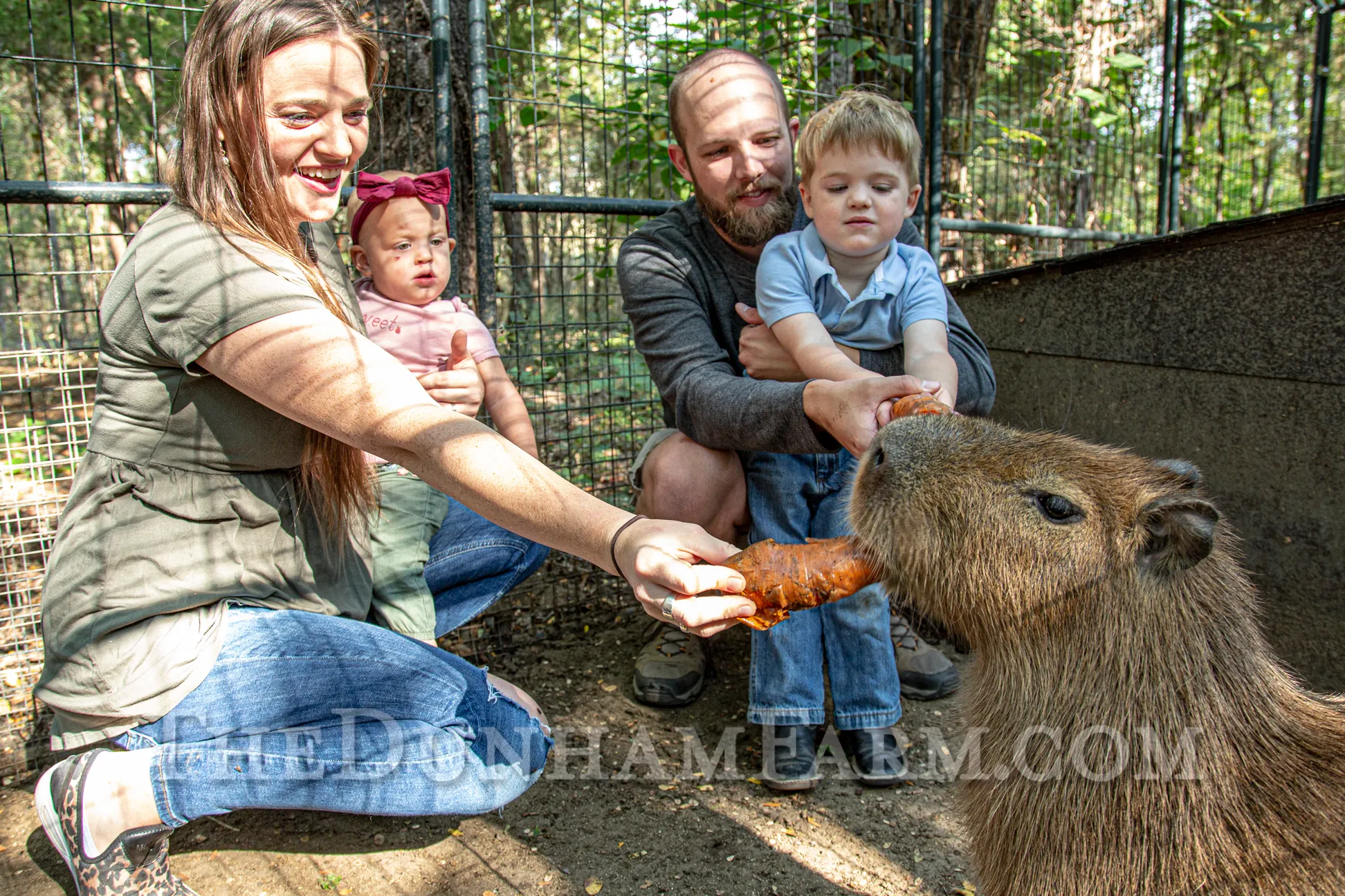 Capybaras