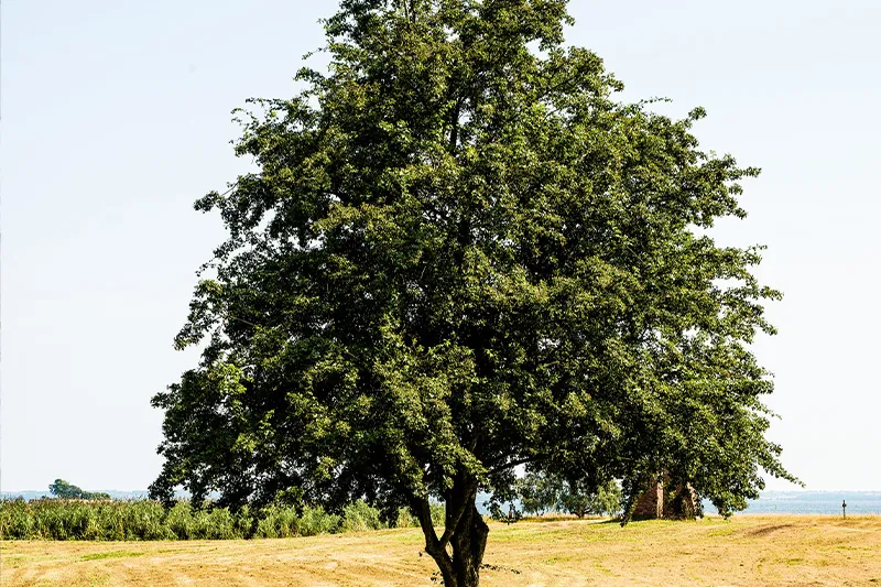 The Dunham Farm - Silkie Chickens, Bunies, and Petting Zoo