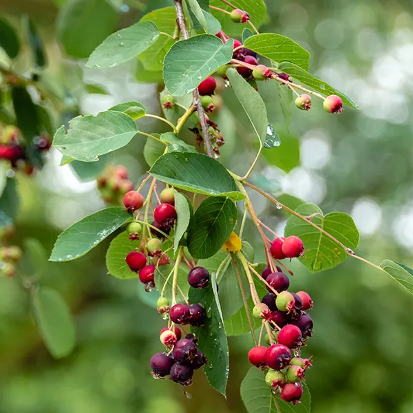 Tree Farm - Trees for Sale in Fort Worth, TX