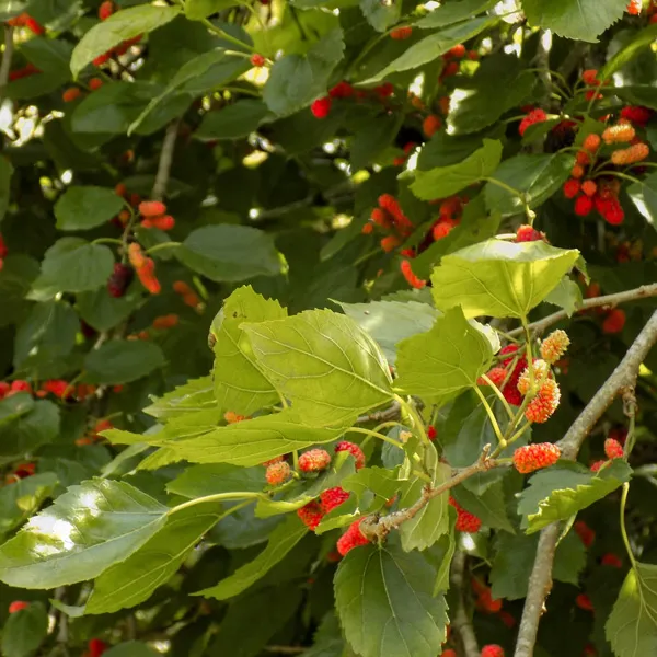 Tree Farm - Trees for Sale in Fort Worth, TX