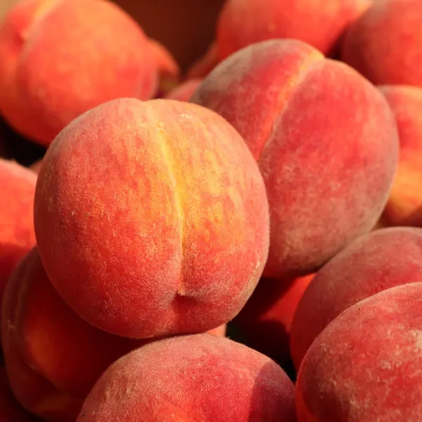 Tree Farm - Trees for Sale in Fort Worth, TX