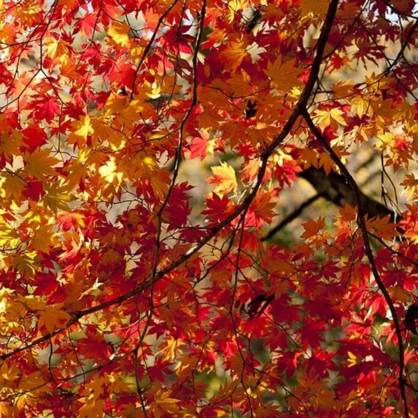Tree Farm - Trees for Sale in Fort Worth, TX