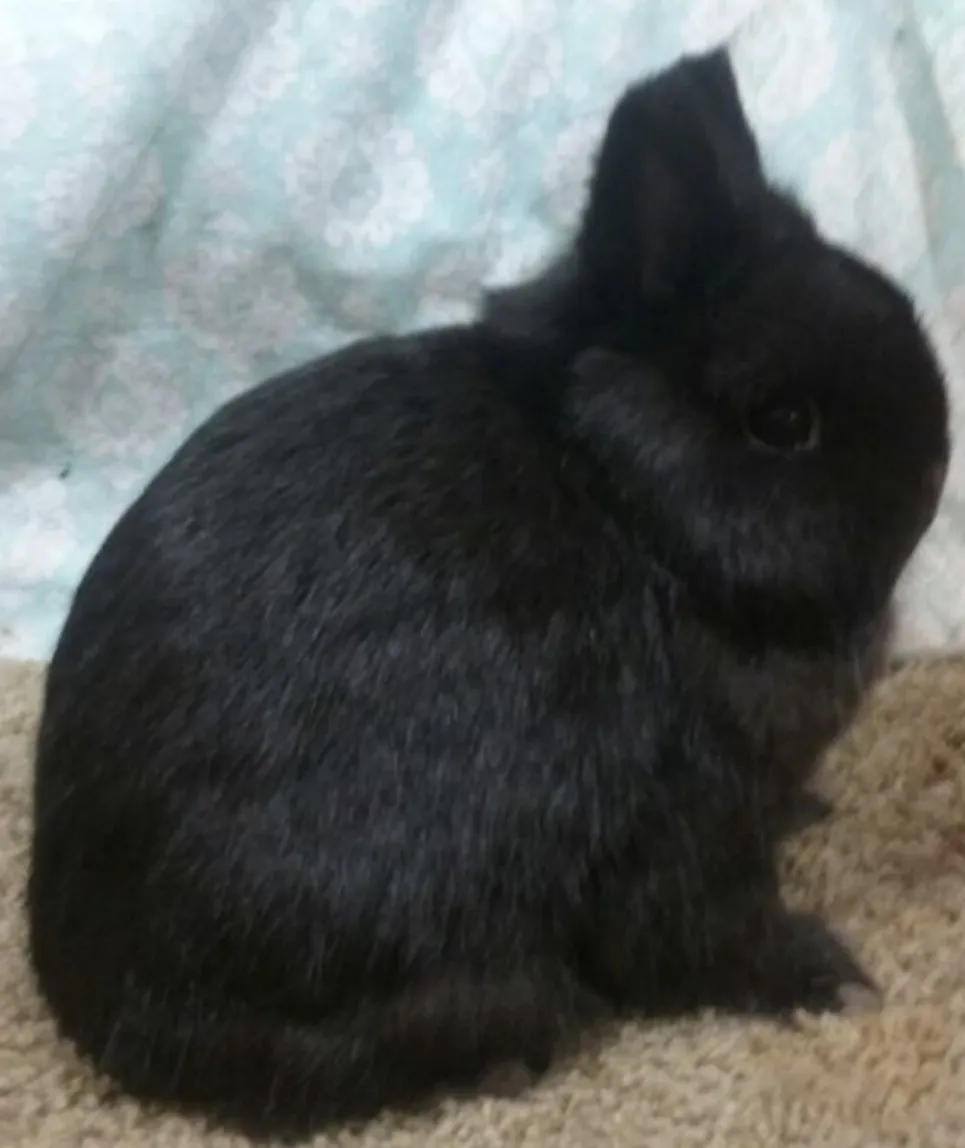 Netherland Dwarf Bunnies - Fort Worth, TX