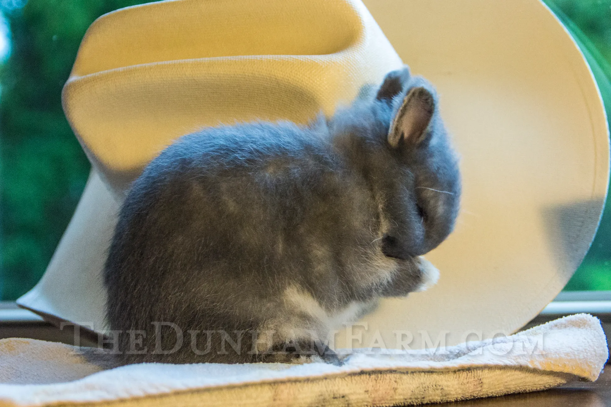 Netherland Dwarf Bunnies - Fort Worth, TX