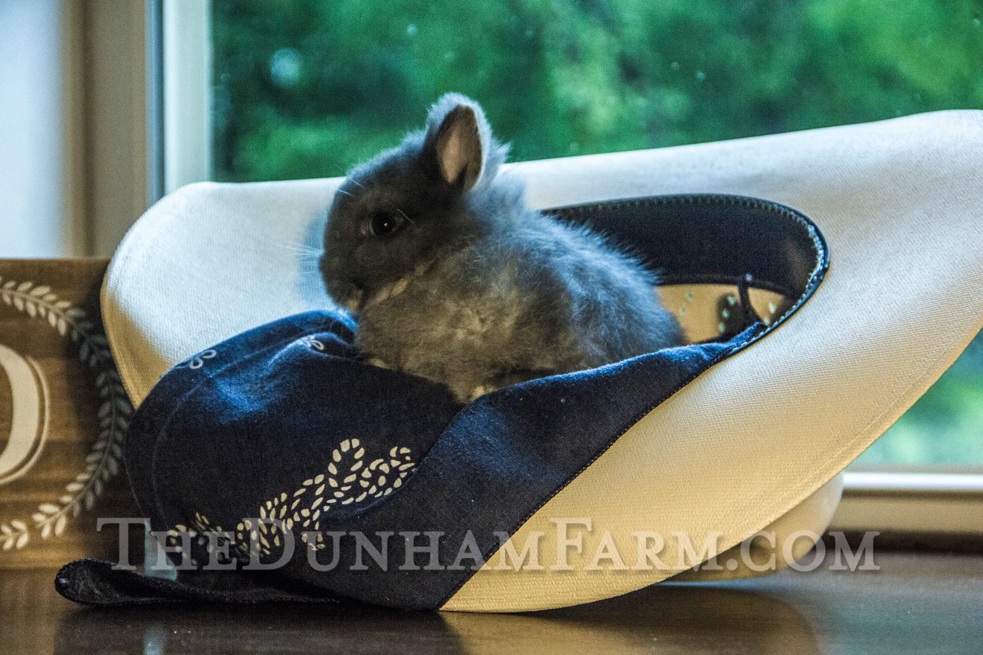 Netherland Dwarf Bunnies - Fort Worth, TX