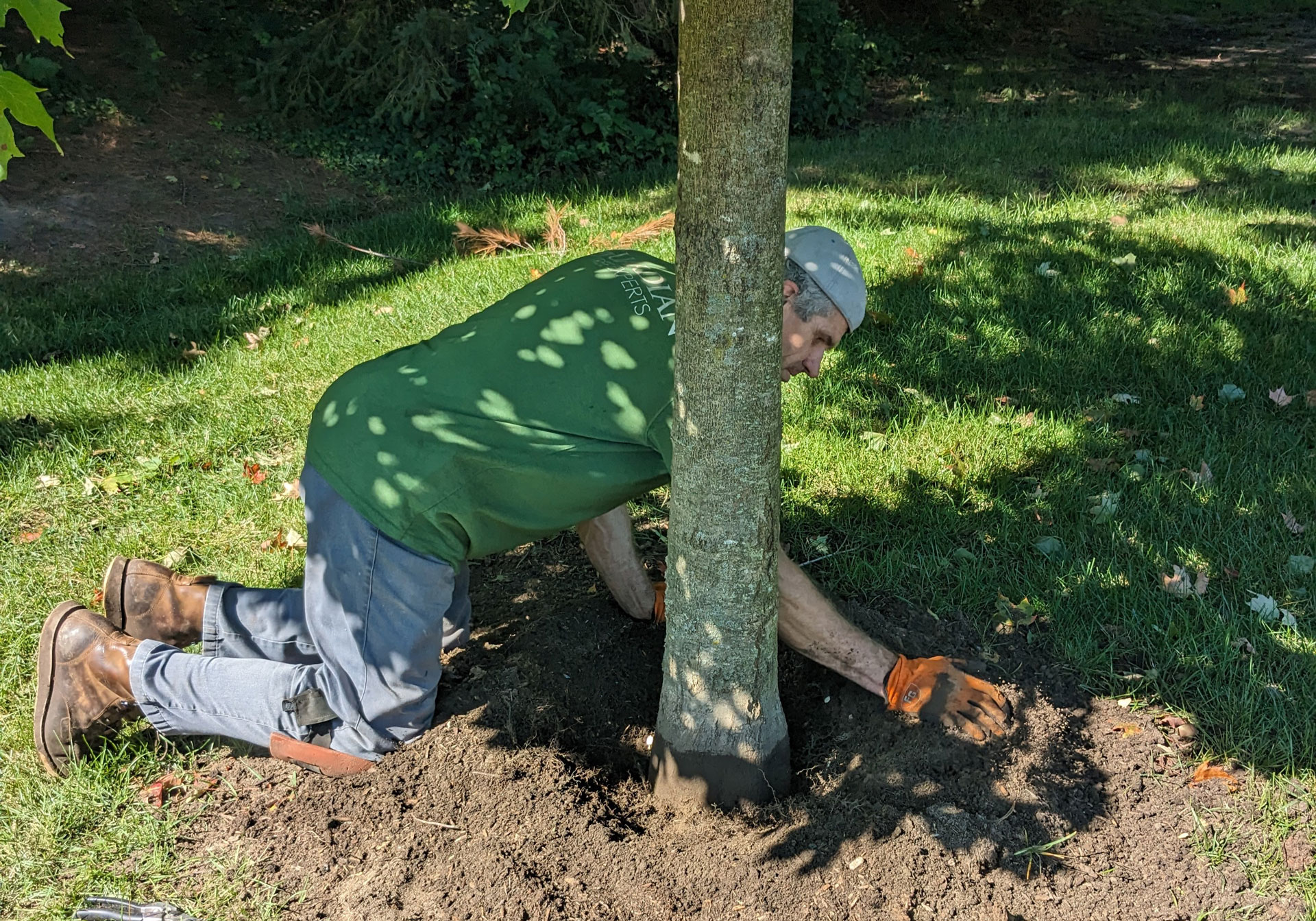 Tree Care, Tree Company | Saline, Ann Arbor, MI | Tree Doctor