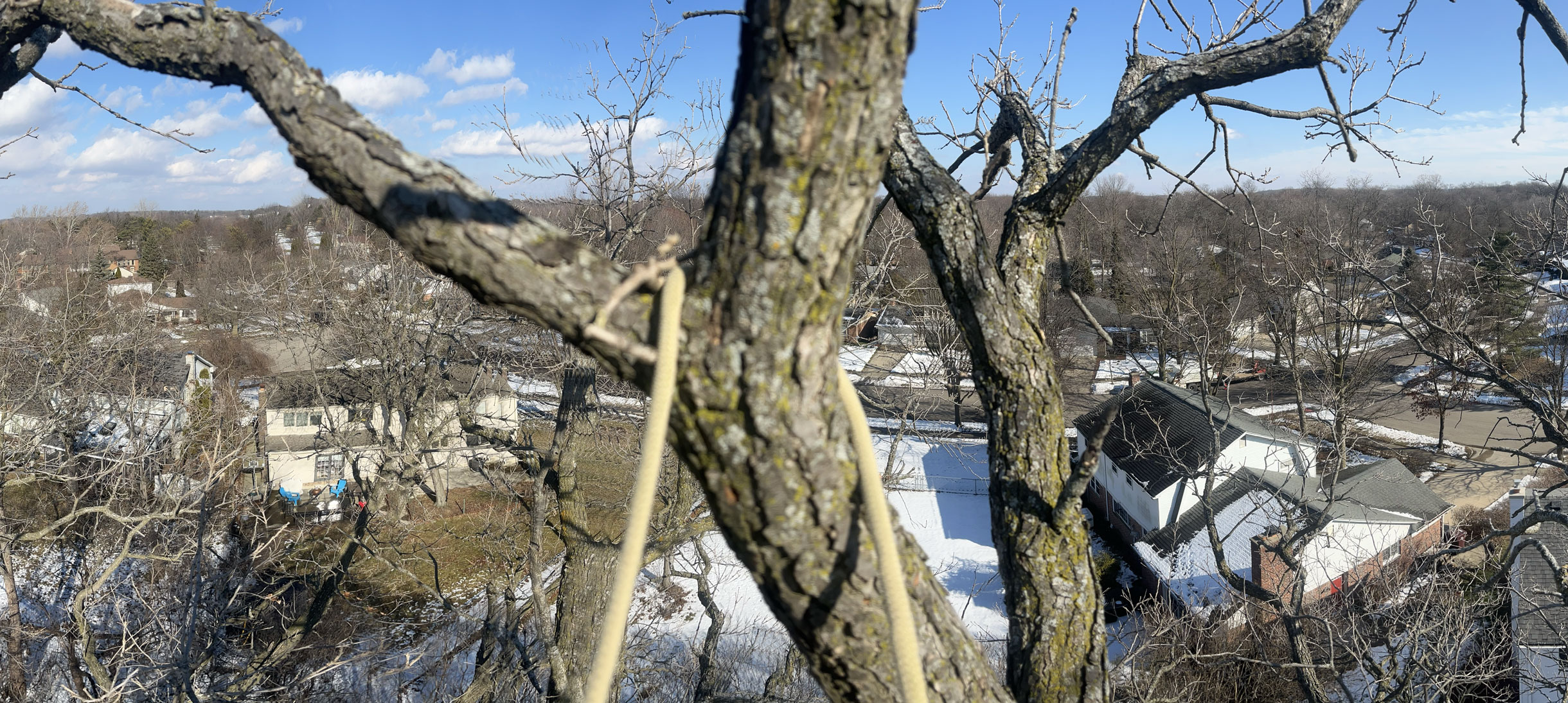 Tree Lightning Protection | Ann Arbor, MI | Guardian Tree Service Experts