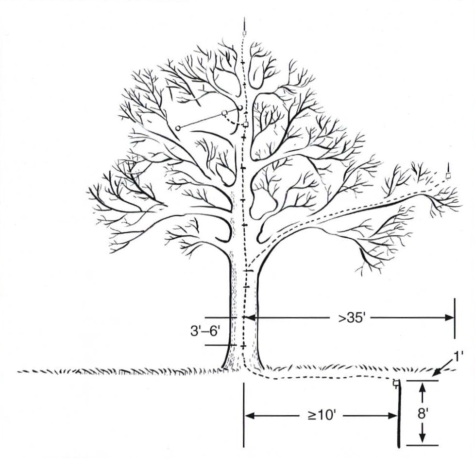 Tree Lightning Protection | Ann Arbor, MI | Guardian Tree Service Experts