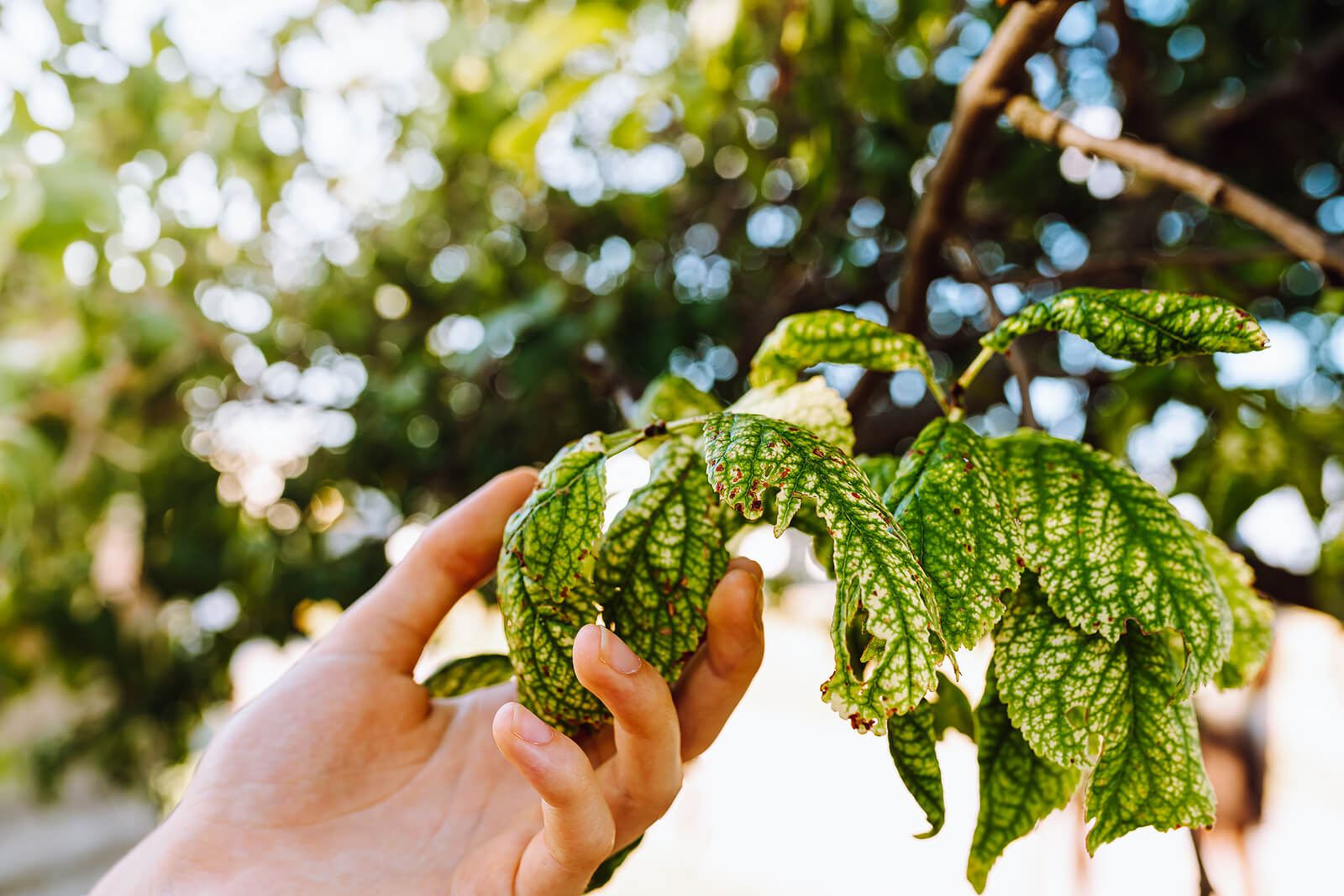 Tree Disease Control | Ann Arbor, Saline, MI | Guardian Tree