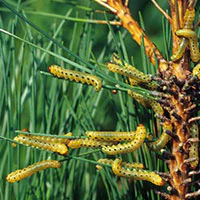 Tree Disease Control | Ann Arbor, Saline, MI | Guardian Tree