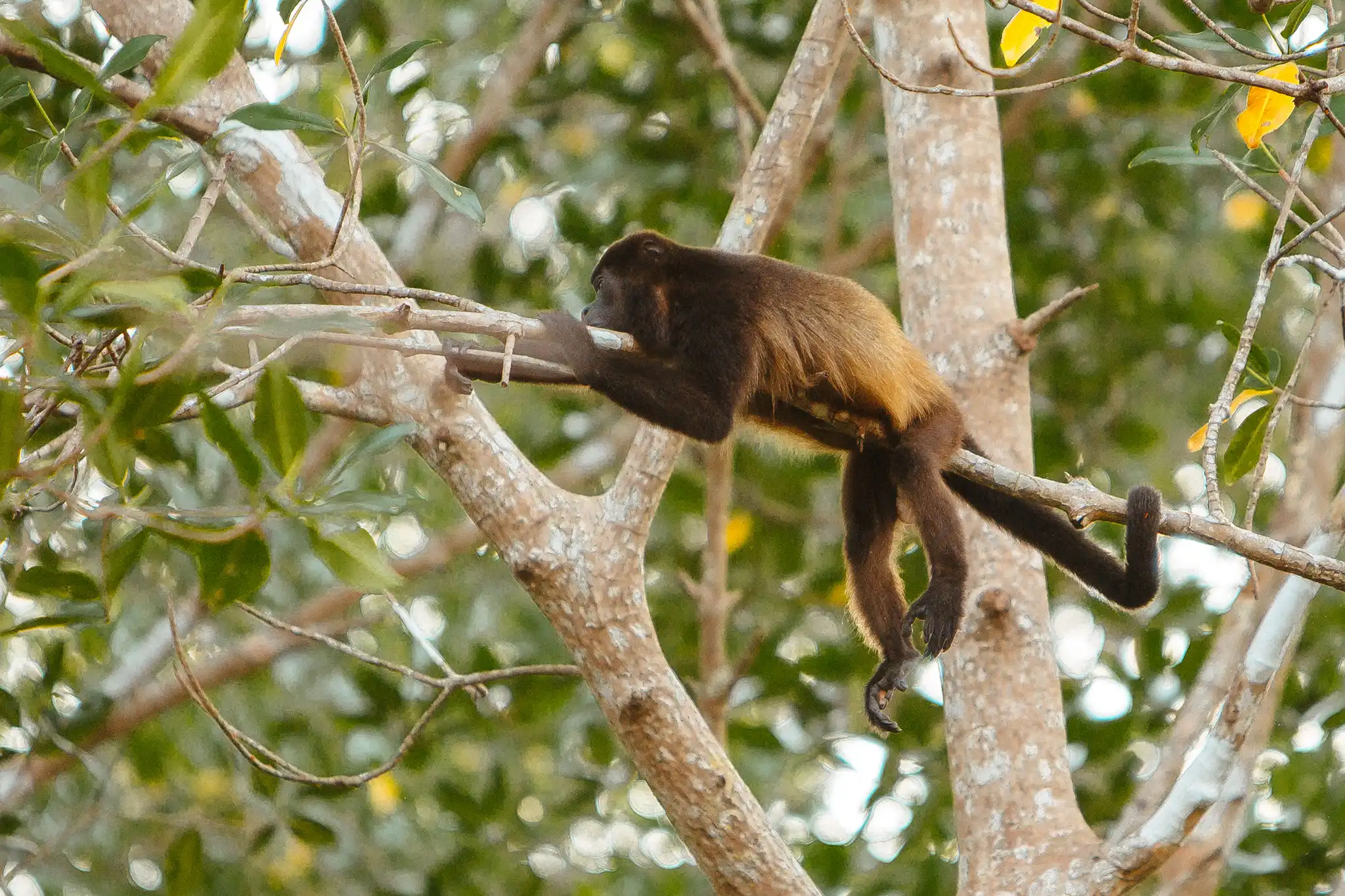 A Thrilling Guide to Panama Rainforest Tours and National Parks