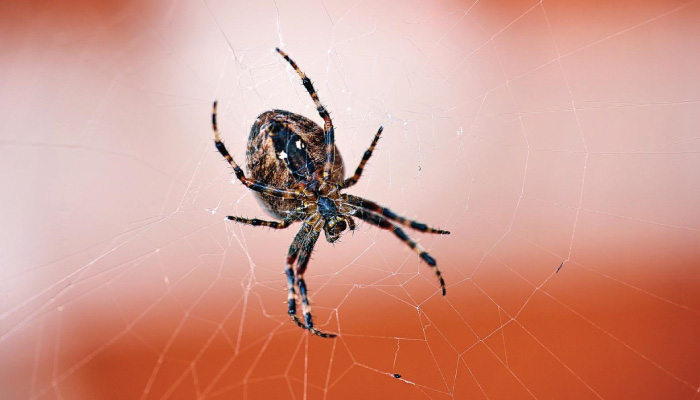 How to Keep Spiders Out of Your Garage (Proven Strategy)