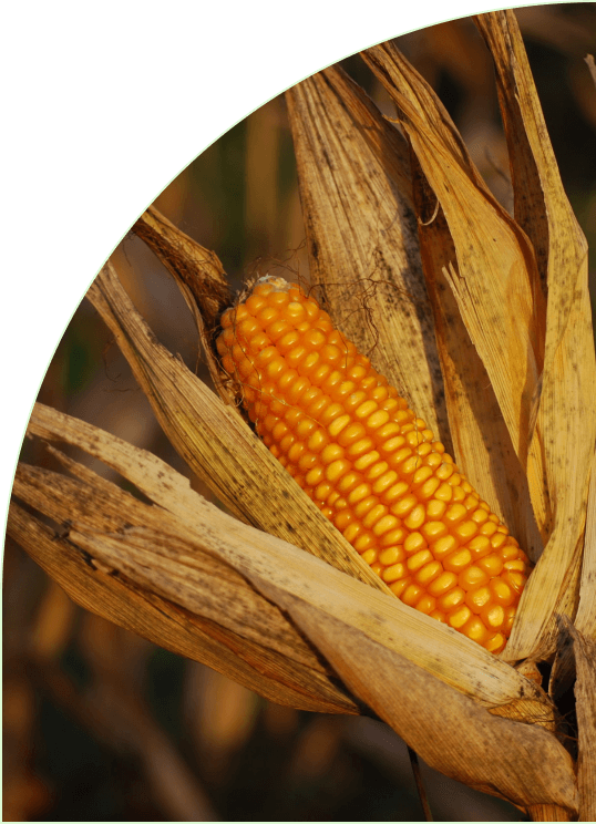 Who We Are | Forage Kitchen