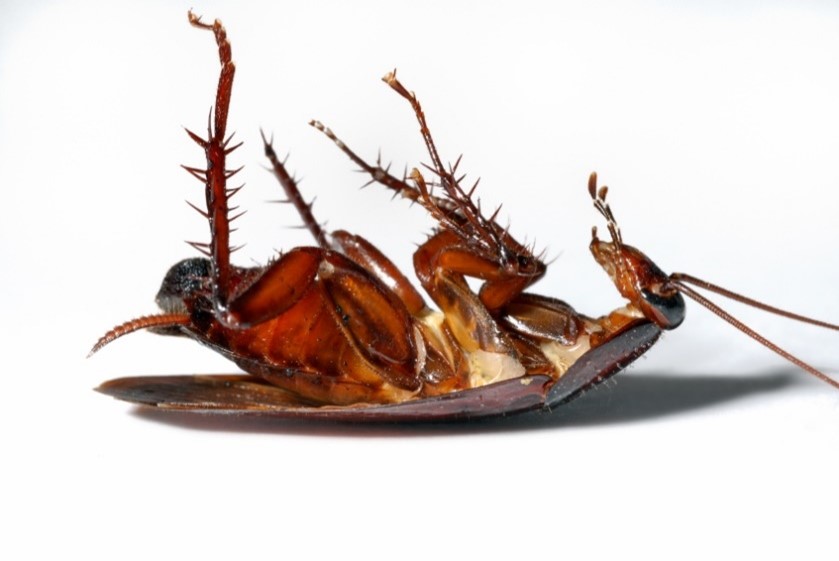 Summer Heat Brings the American Cockroach & Fire Ants | Navarre, FL