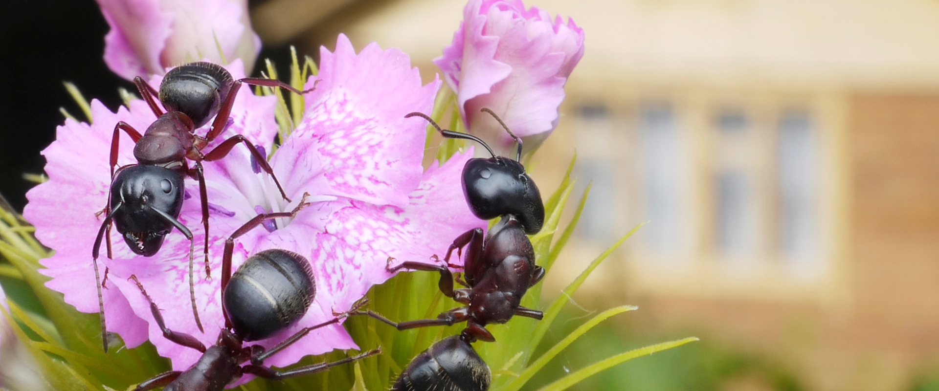 Meet Our Team | Bug Out Service | Pest Control