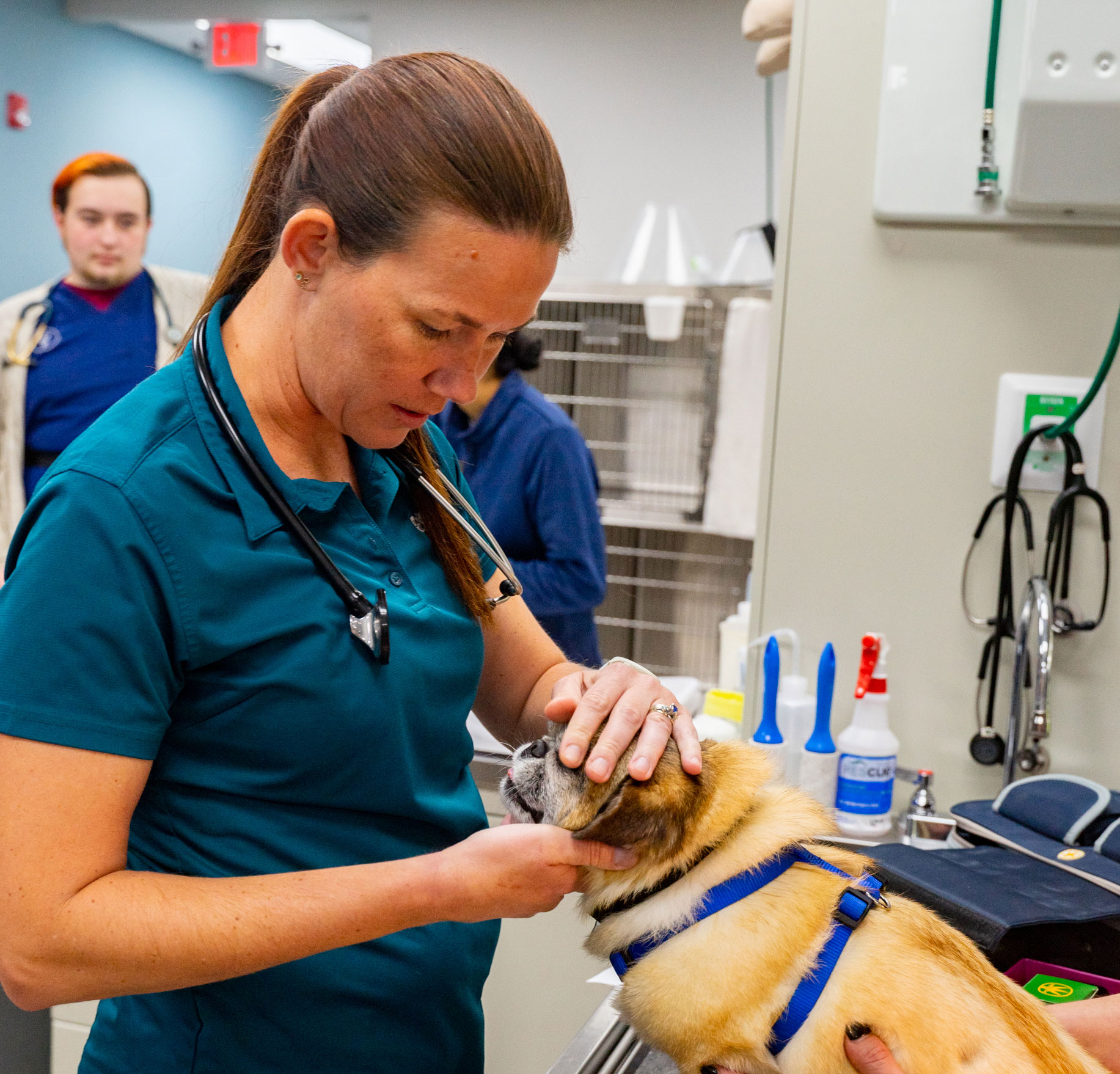 High-Quality Vet Hospital in Riverview, FL | Riverview Veterinary Hospital
