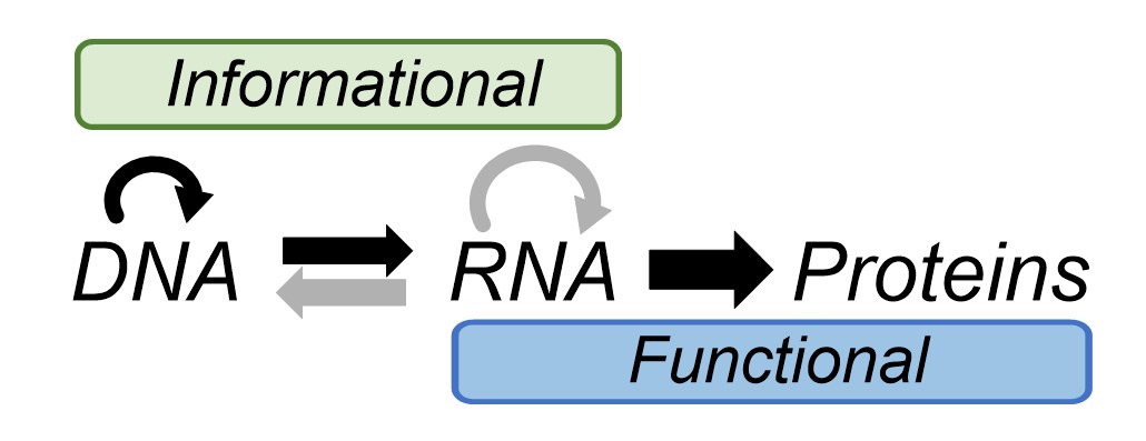 A beginner’s guide to studying the origins of life