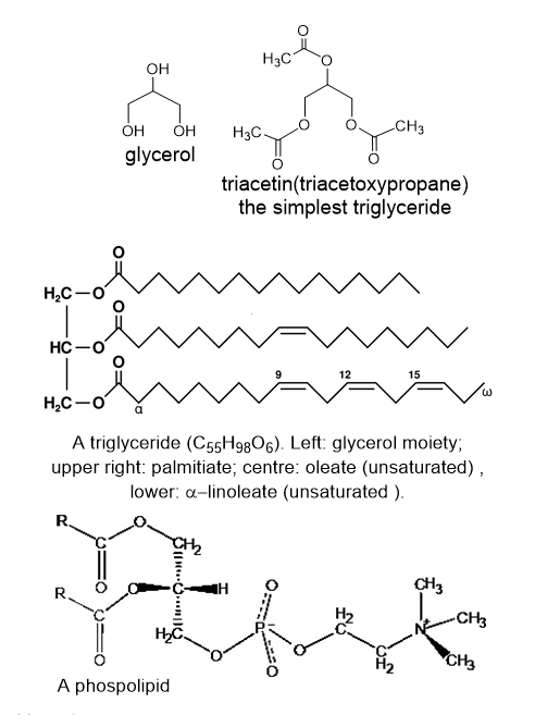 Some Unremembered Chemists - Francis Brian Shorland
