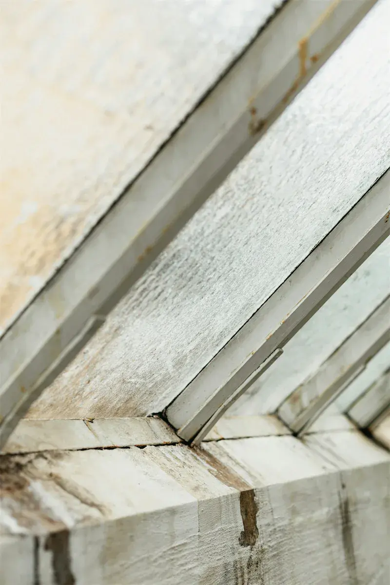Identify the Signs of Mould: Health Effects | Certified Aspestos