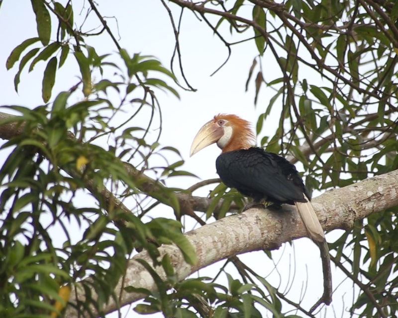 Wedgetail — Biodiversity is better business