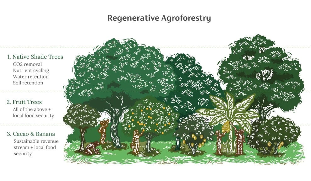 Agroforestry explained