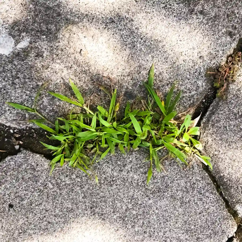 Spring Yard Clean-Up Checklist: Essential Tasks to Do