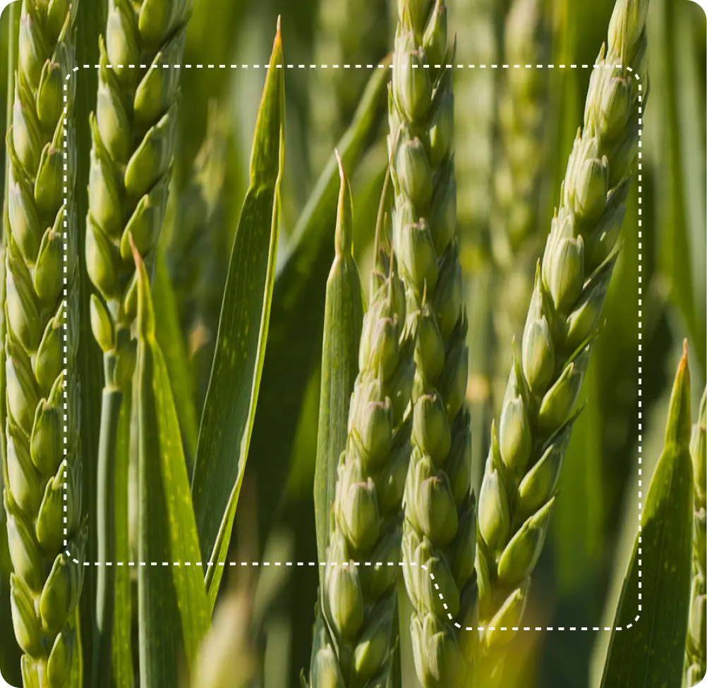 Klim I The Movement for Regenerative Agriculture