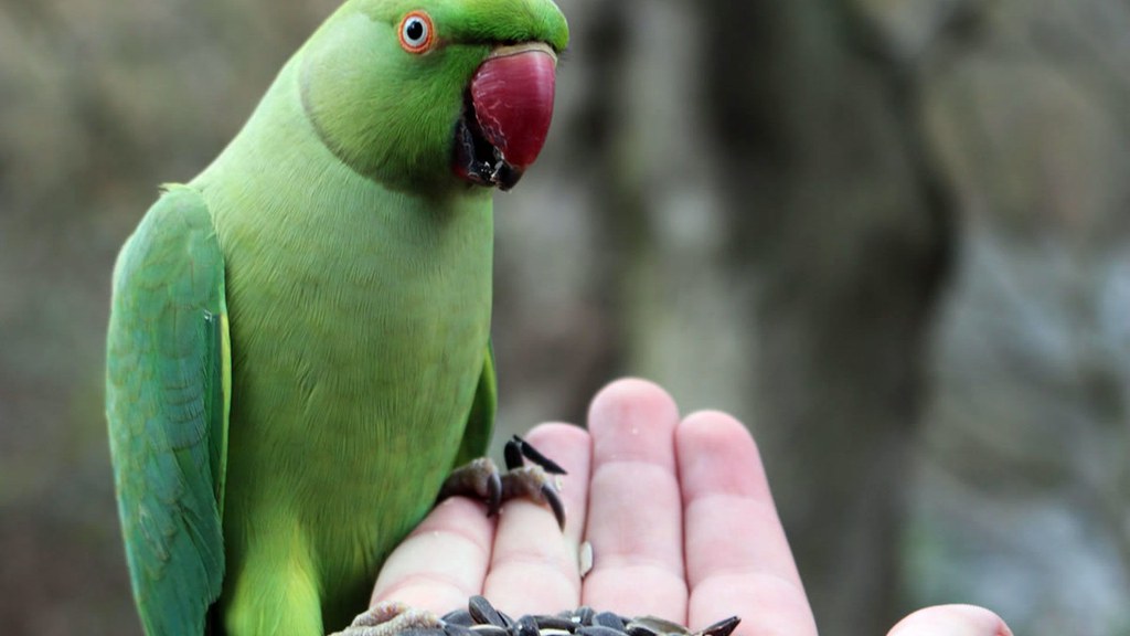HERPS - The Best Exotic Reptile Shows in the USA