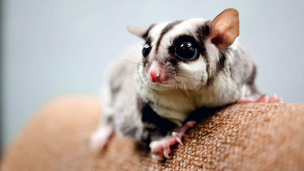 HERPS - The Best Exotic Reptile Shows in the USA