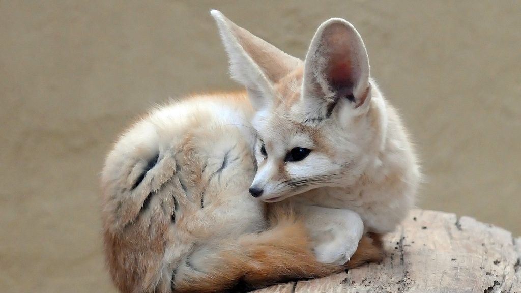 HERPS - The Best Exotic Reptile Shows in the USA