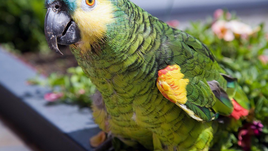 HERPS - The Best Exotic Reptile Shows in the USA